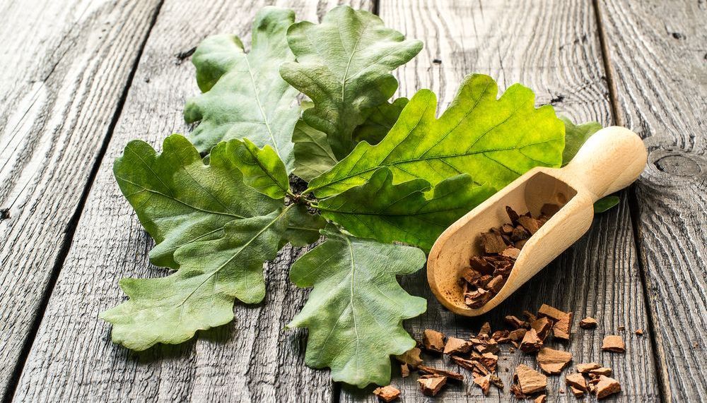 Eichenrinde gegen entzündete Haut | aponet.de