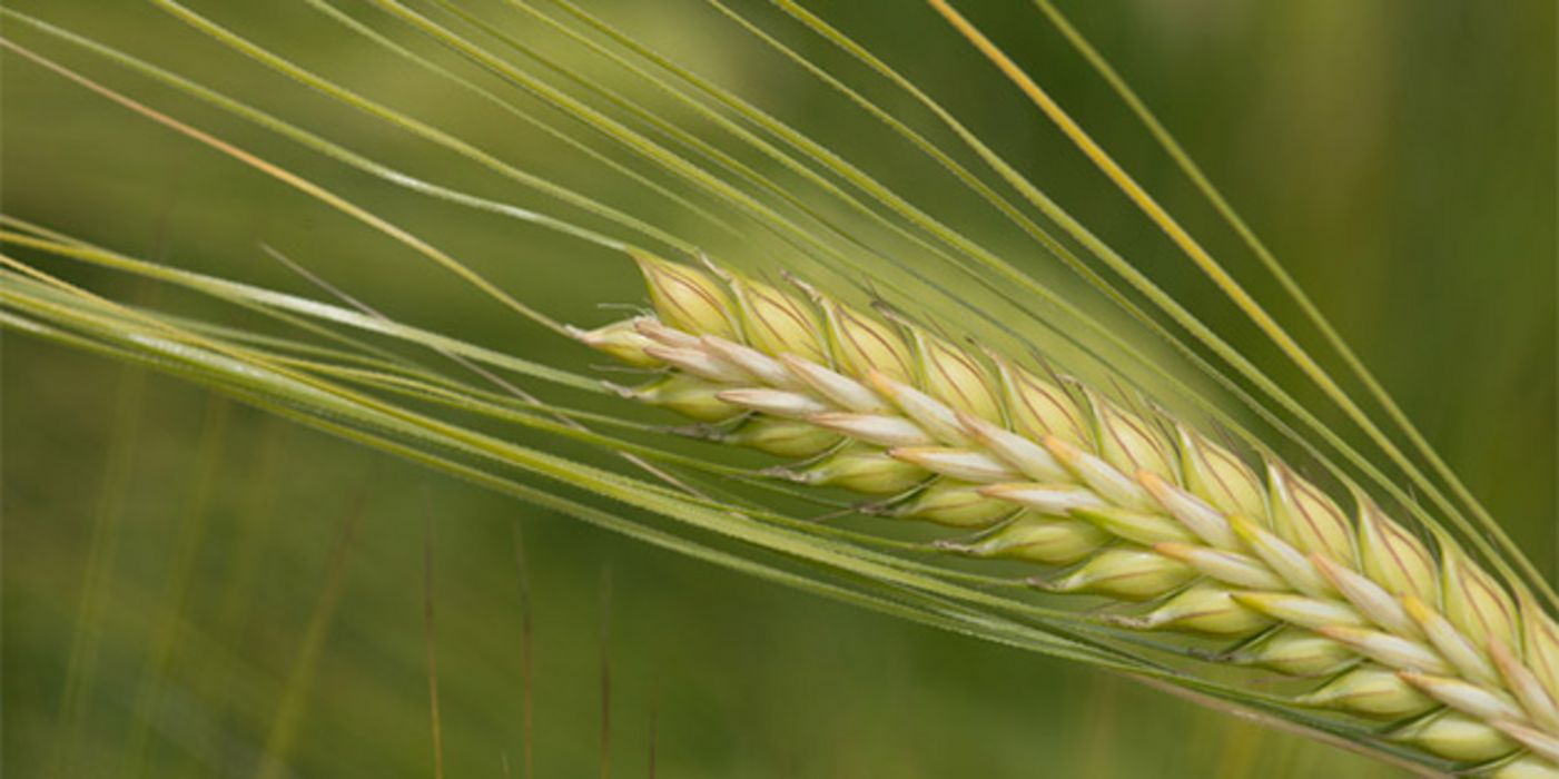 Gerste verbessert Blutzucker und reduziert Appetit | aponet.de