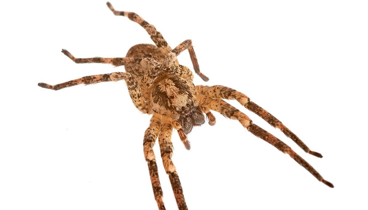 Keine Angst vor Nosferatu-Spinnen | aponet.de