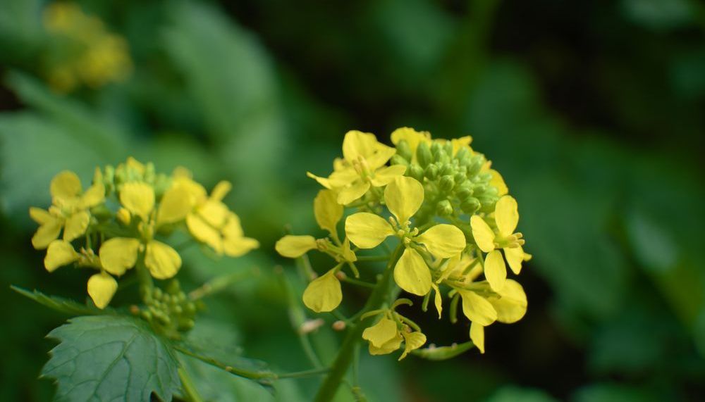 Senf macht warm ums Herz | aponet.de