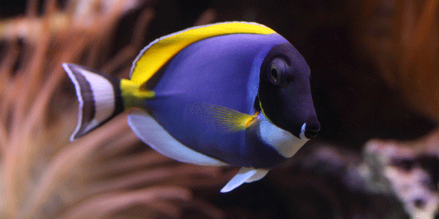 Findet Dories Gedächtnis: Warum der Doktorfisch so vergesslich ist ...