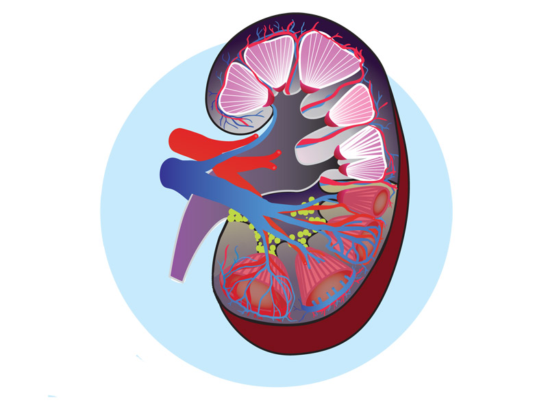 Die Niere | aponet.de